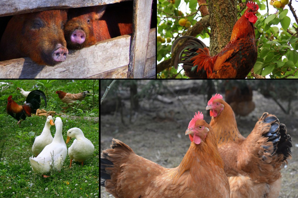 Farm Animals | Blossom the Were-Rabbit