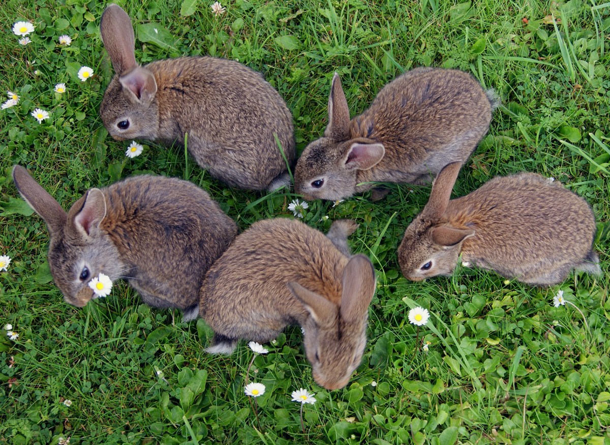 Blossom’s Wild Rabbit Cousins | Blossom the Were-Rabbit