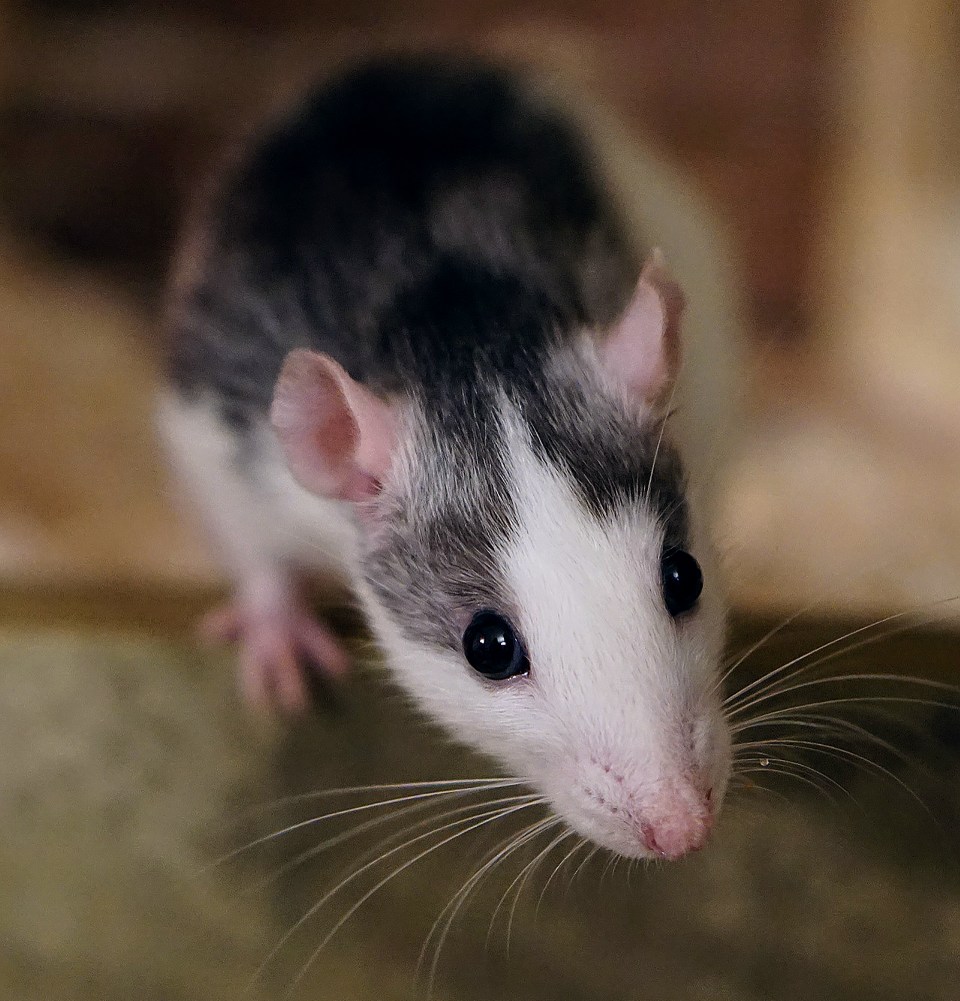 Roland Rat (Roly) | Blossom the Were-Rabbit